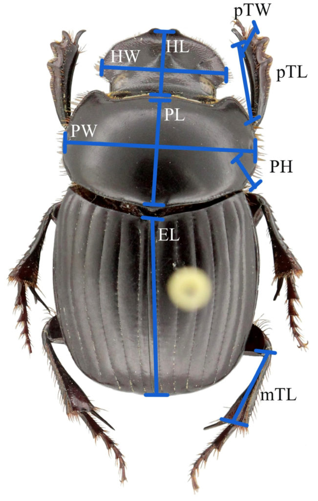 Variation in a dung beetle: from forest to grassland – REASSEMBLY